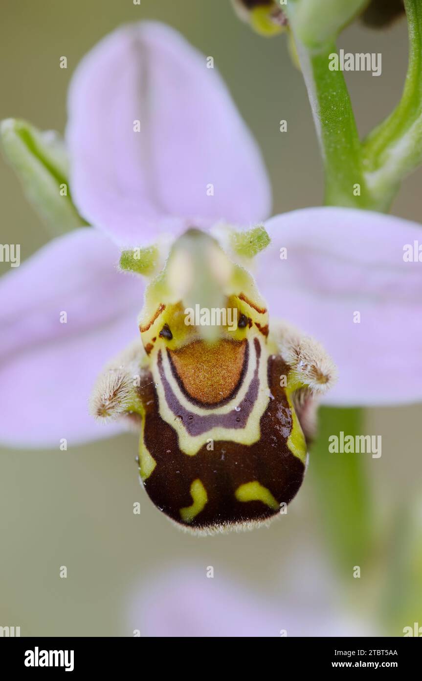 Bee orchid (Ophrys apifera), flower, Brittany, France Stock Photo - Alamy