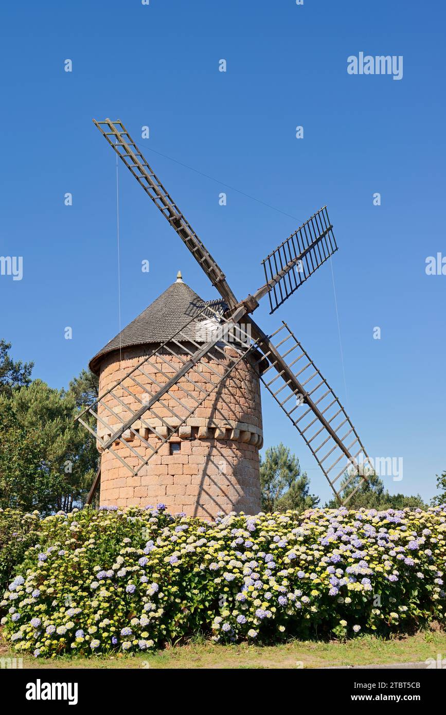 Garden hydrangeas in bloom in front of the windmill Le Moulin a Vent de ...