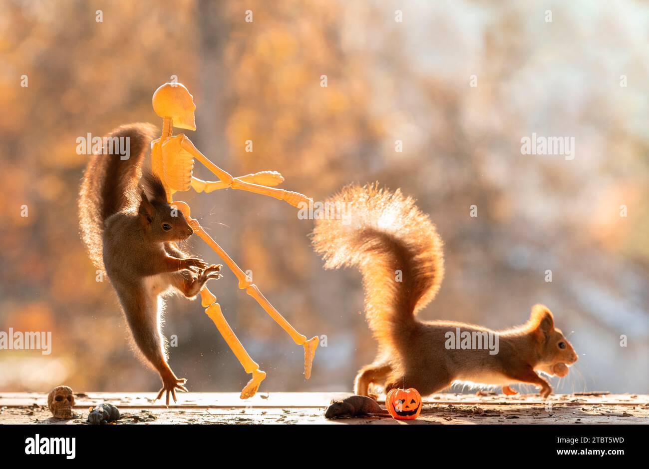 Red squirrel skeleton hi-res stock photography and images - Alamy