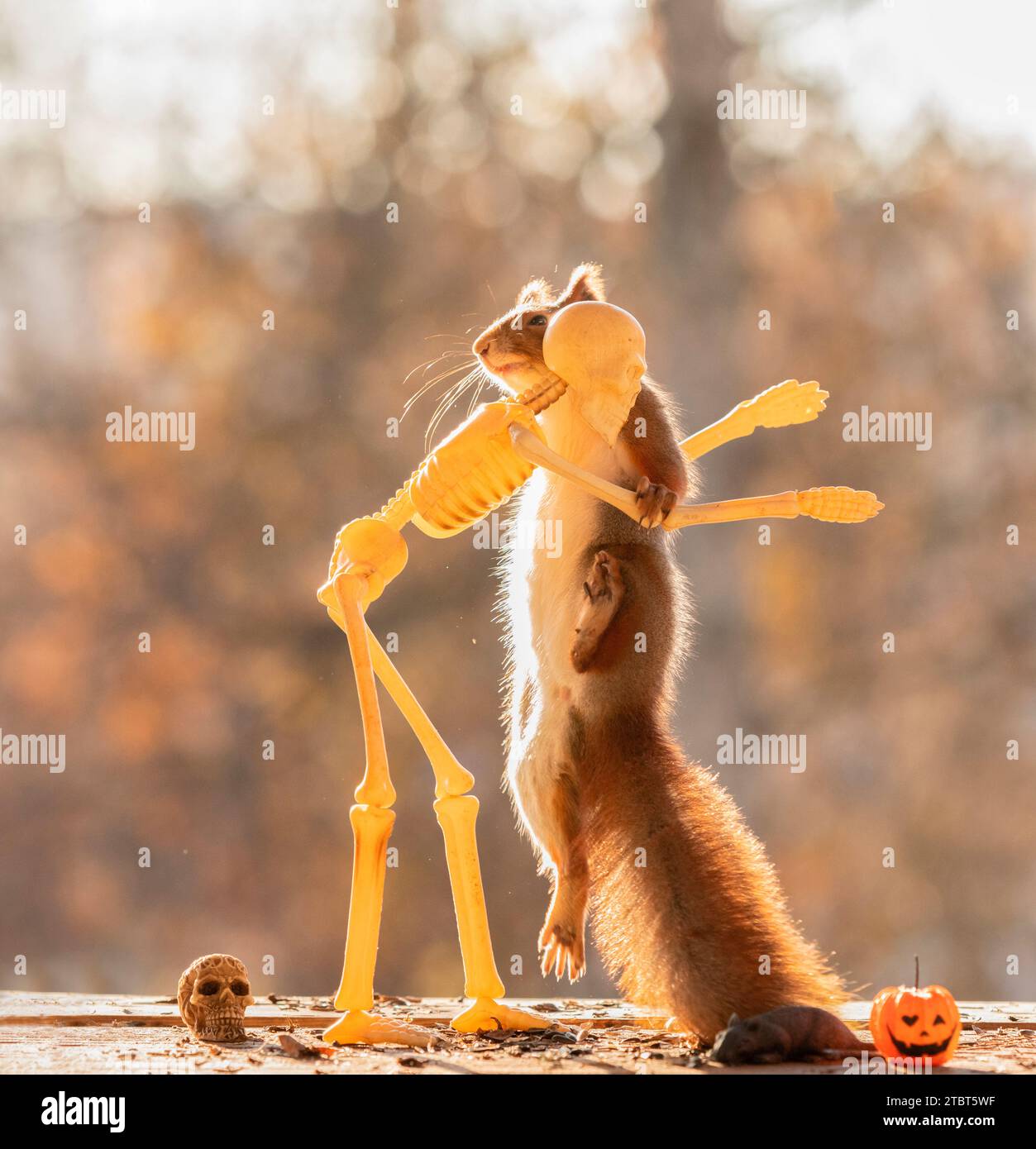 Human squirrel hi-res stock photography and images - Alamy