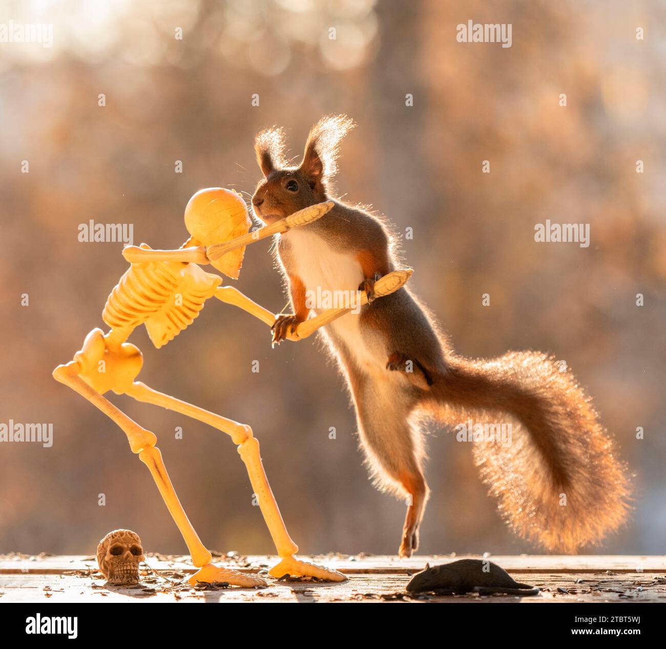 Red squirrel skeleton hi-res stock photography and images - Alamy