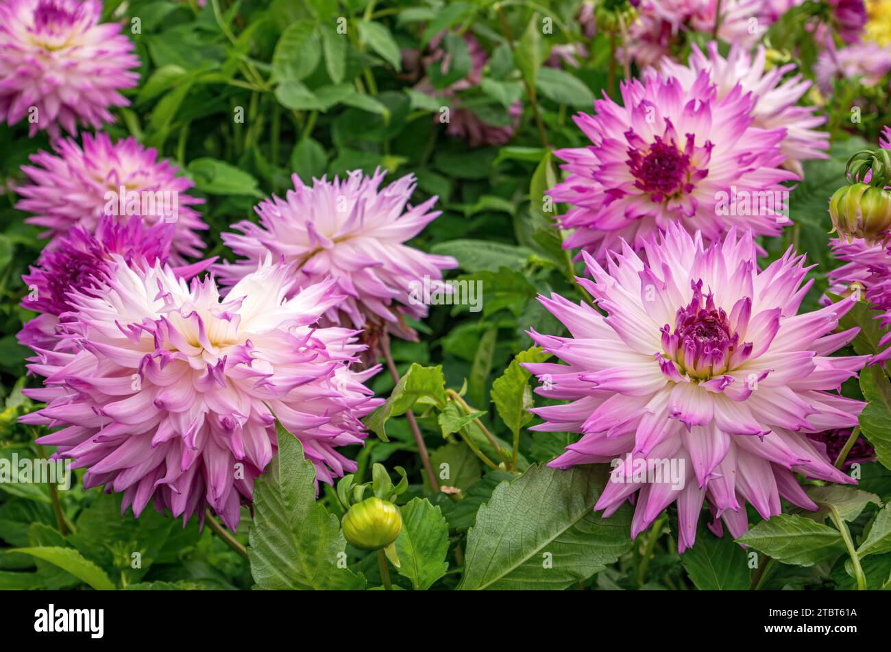 Pink dahlias bed hi-res stock photography and images - Alamy