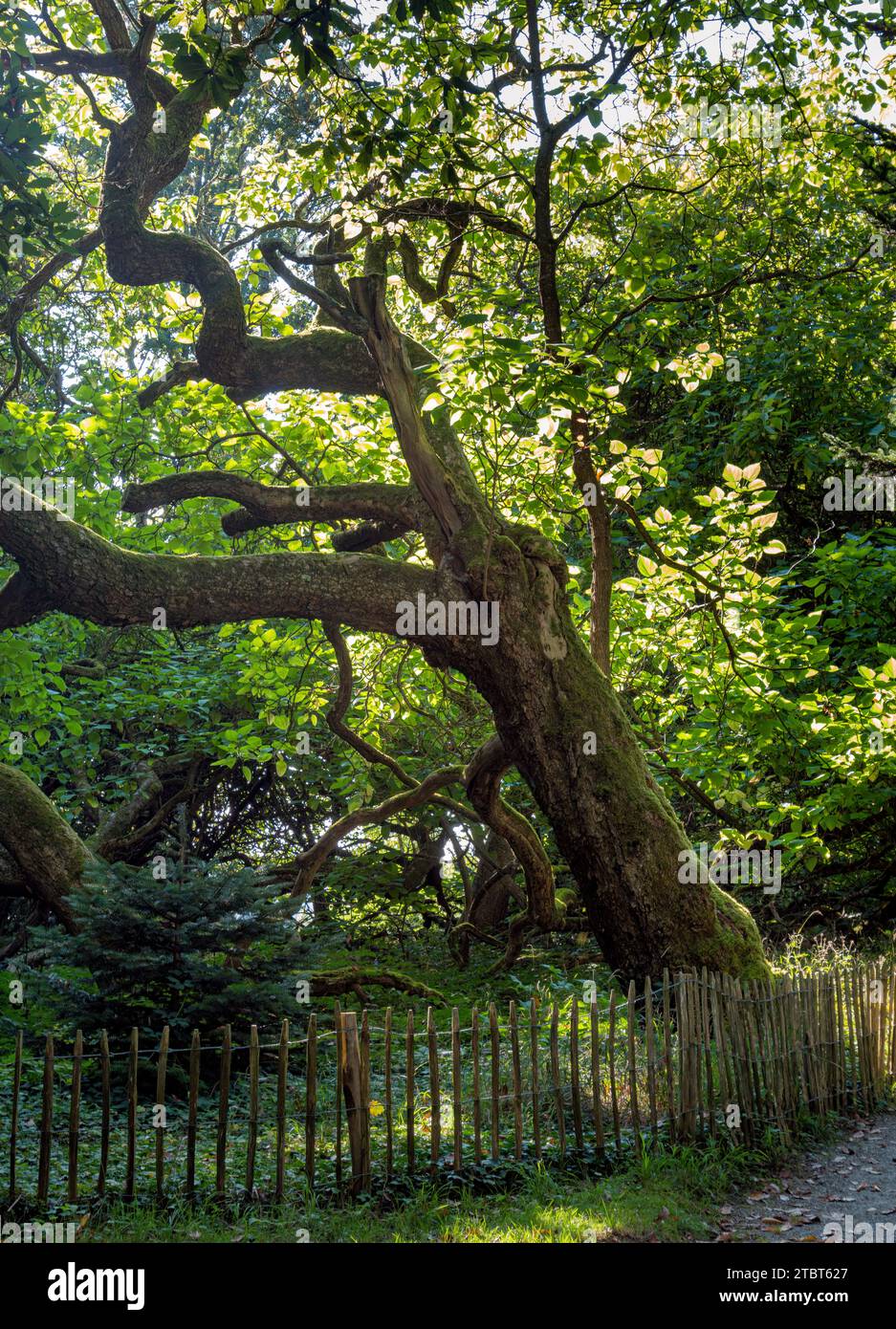 Arboretum, tree collection in the park on the island of Mainau, Lake ...