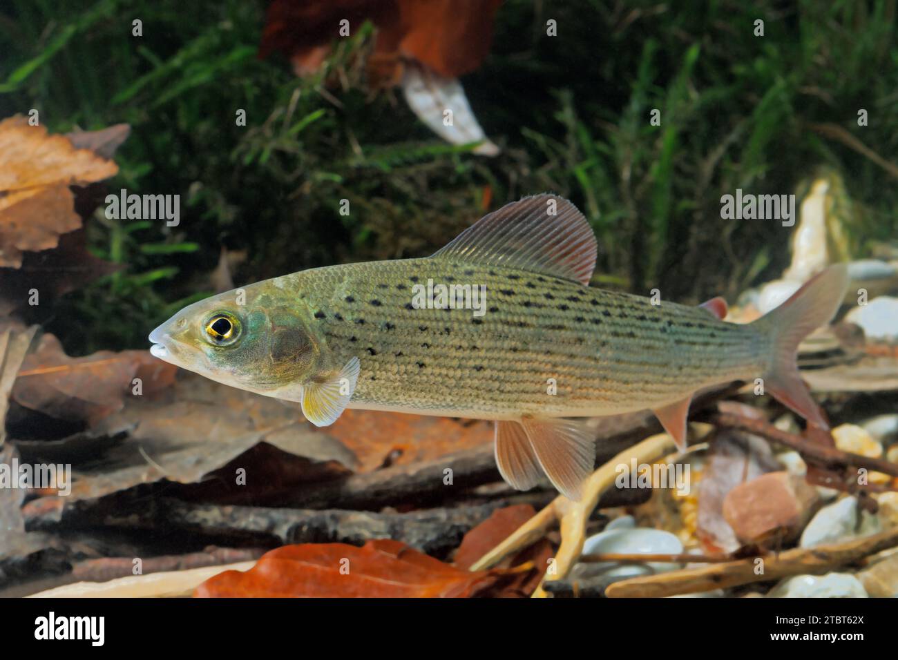 Thymallus thymallus European Greyling Stock Photo - Alamy