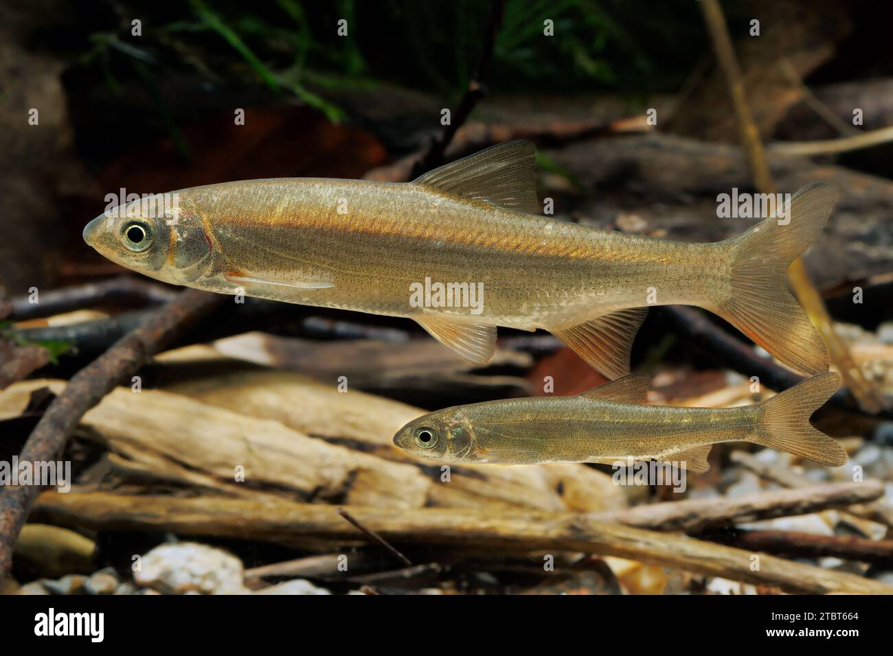 Common dace hi-res stock photography and images - Alamy