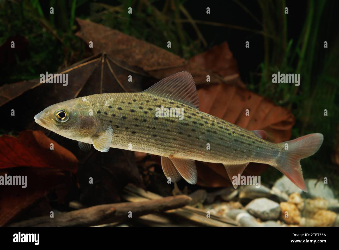 Thymallus thymallus European Greyling Stock Photo - Alamy