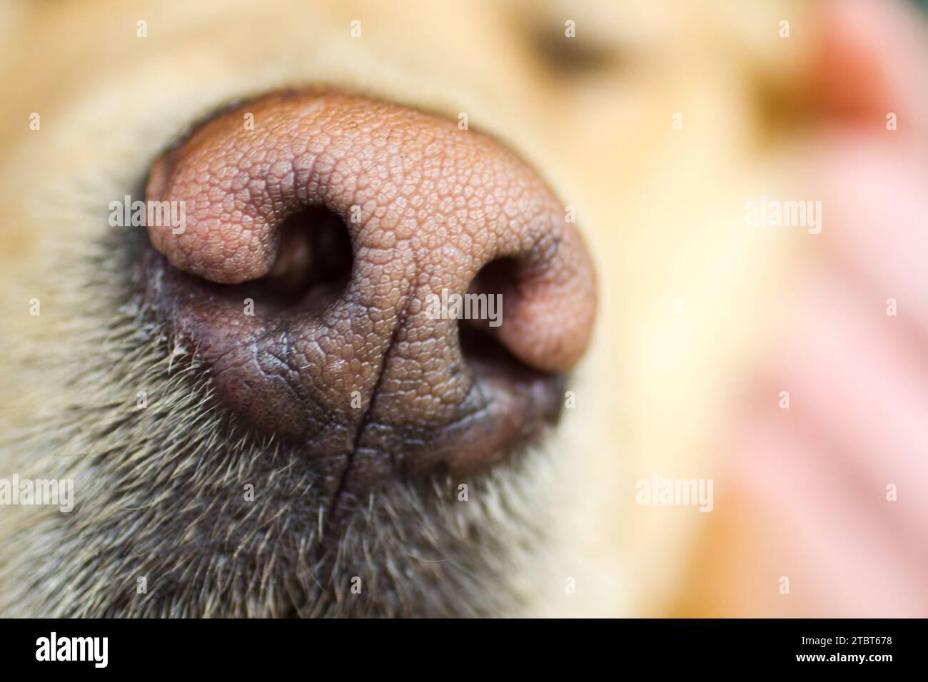 Detailed animal texture hi-res stock photography and images - Alamy