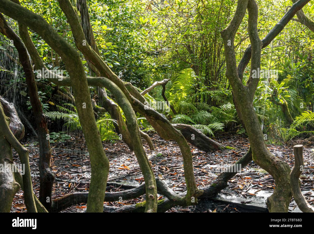 Branches, trunks of a large bush on the island of Mainau, Lake ...