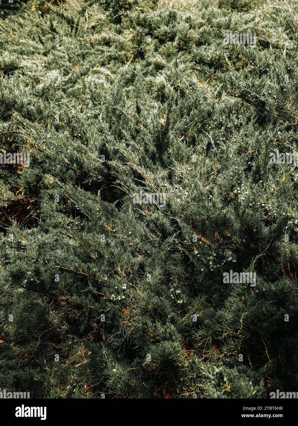 Spain, Mallorca, nature, shrubs Stock Photo - Alamy