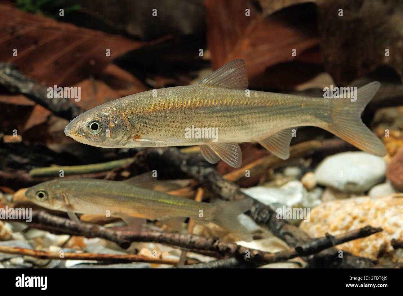 Common dace hi-res stock photography and images - Alamy