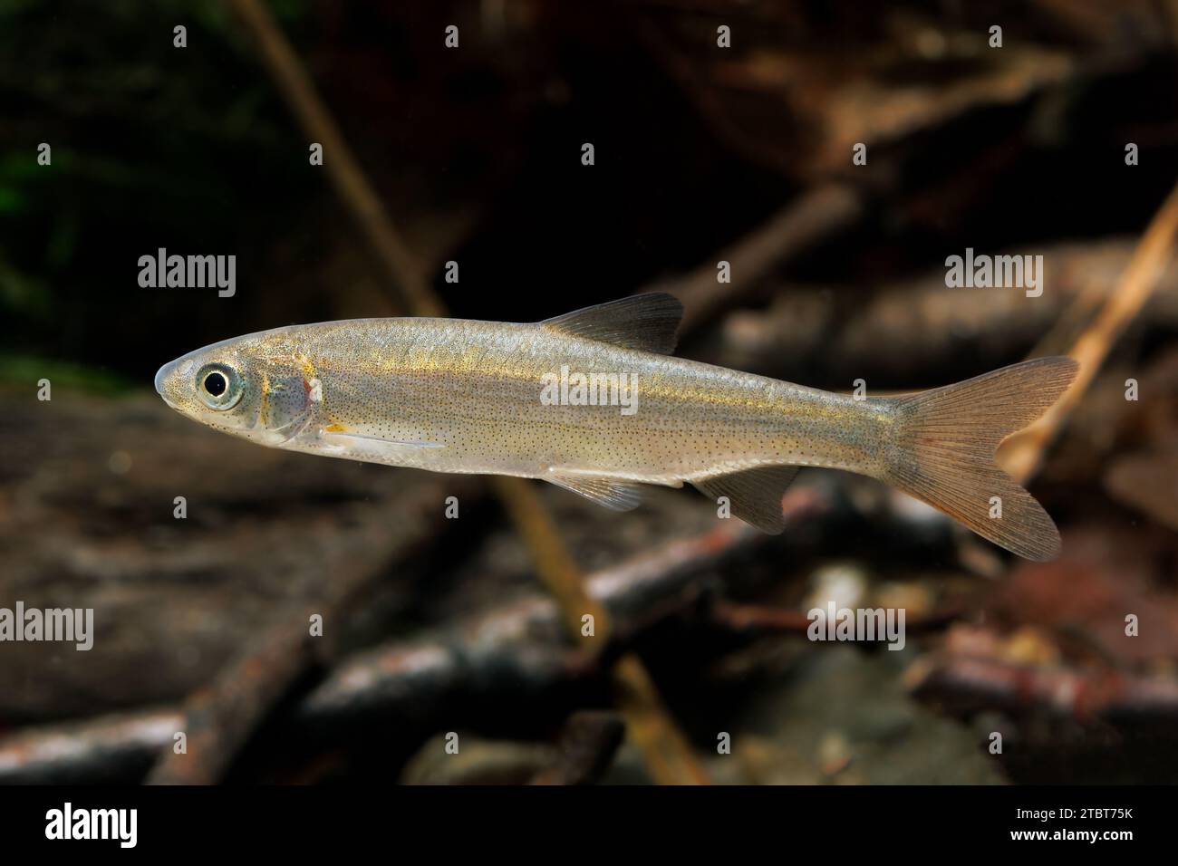 Common dace hi-res stock photography and images - Alamy