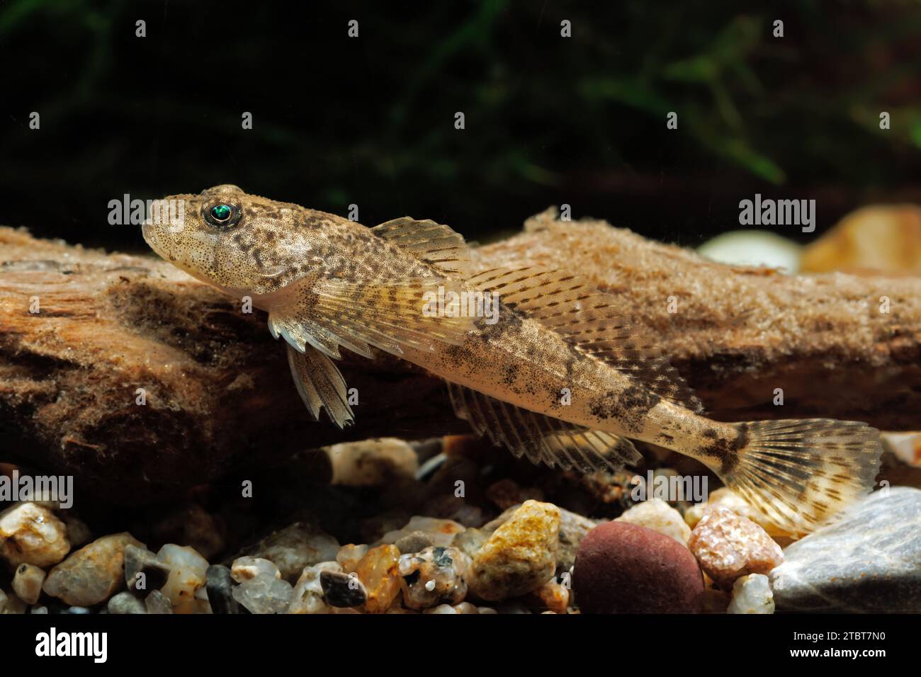 Cottidae hi-res stock photography and images - Alamy