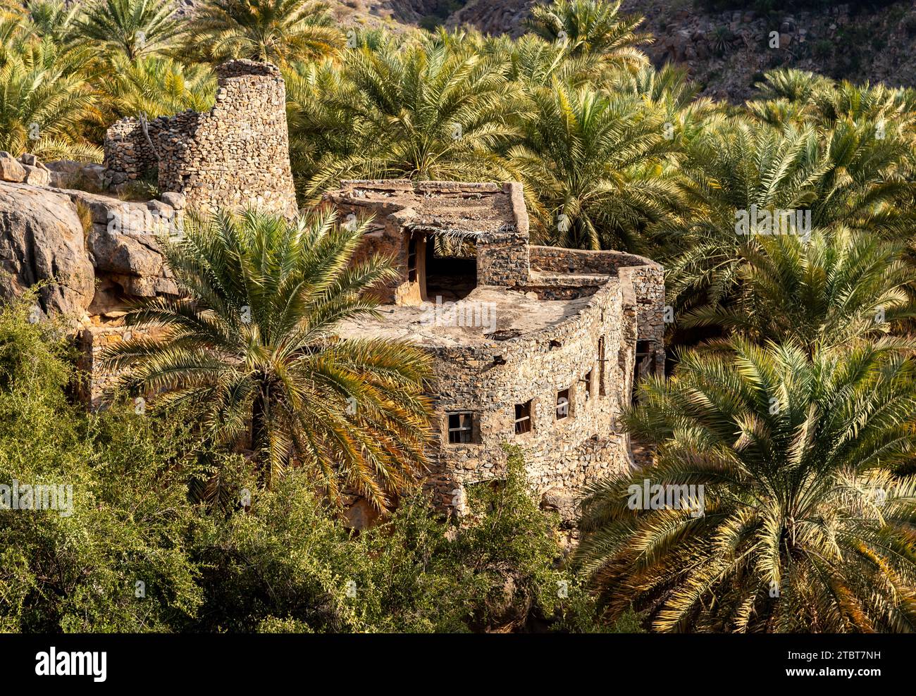 Date palms oman hi-res stock photography and images - Alamy