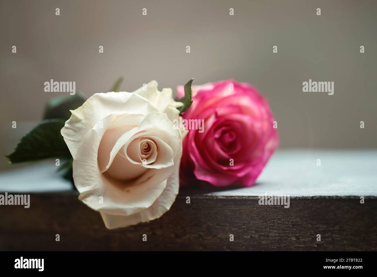 Two lying roses Stock Photo - Alamy
