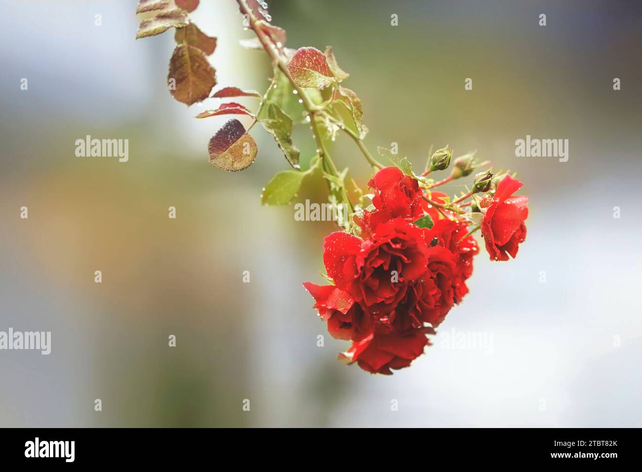 Garden red roses hi-res stock photography and images - Alamy
