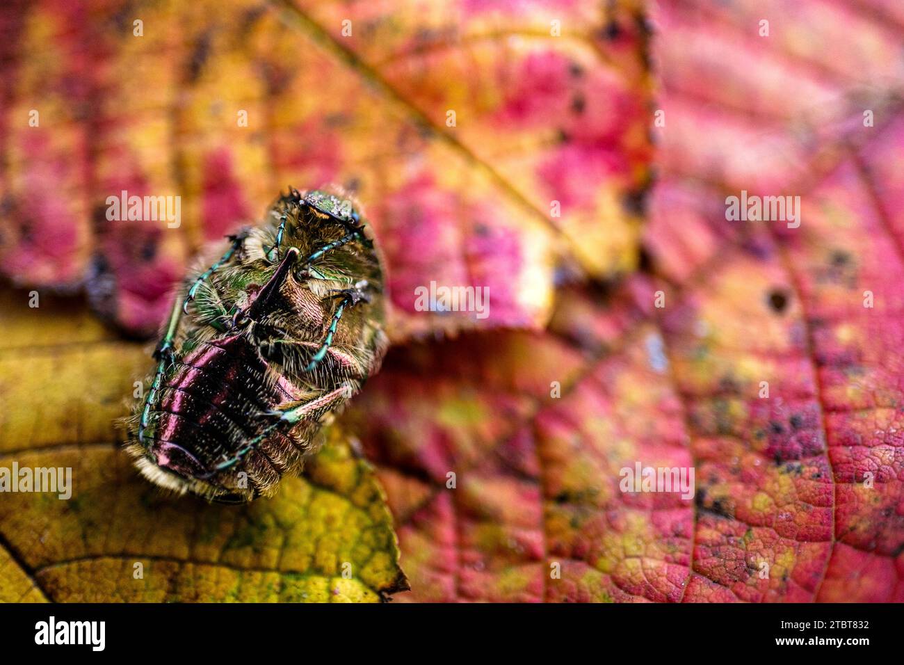 Rose beetles and fall leaves Stock Photo - Alamy
