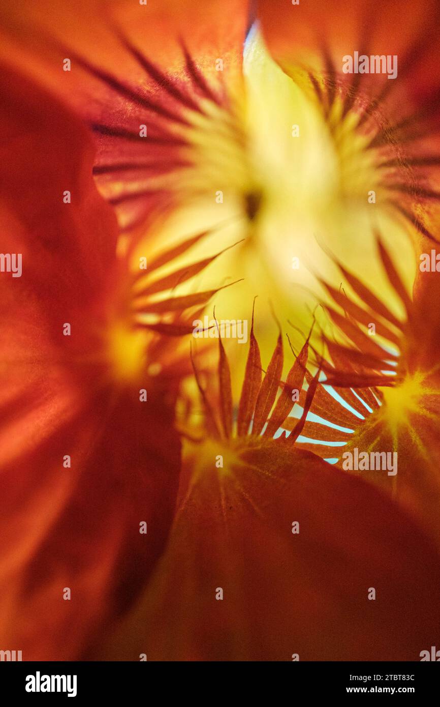 Most beautiful flower hi-res stock photography and images - Alamy