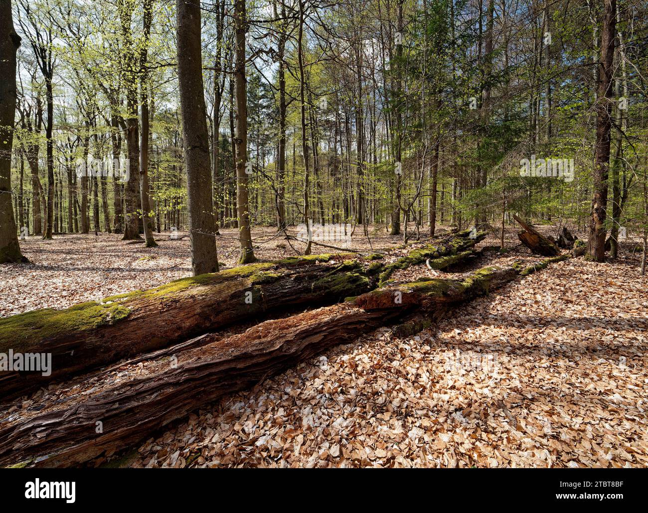 Wotansborn nature reserve hi-res stock photography and images - Alamy