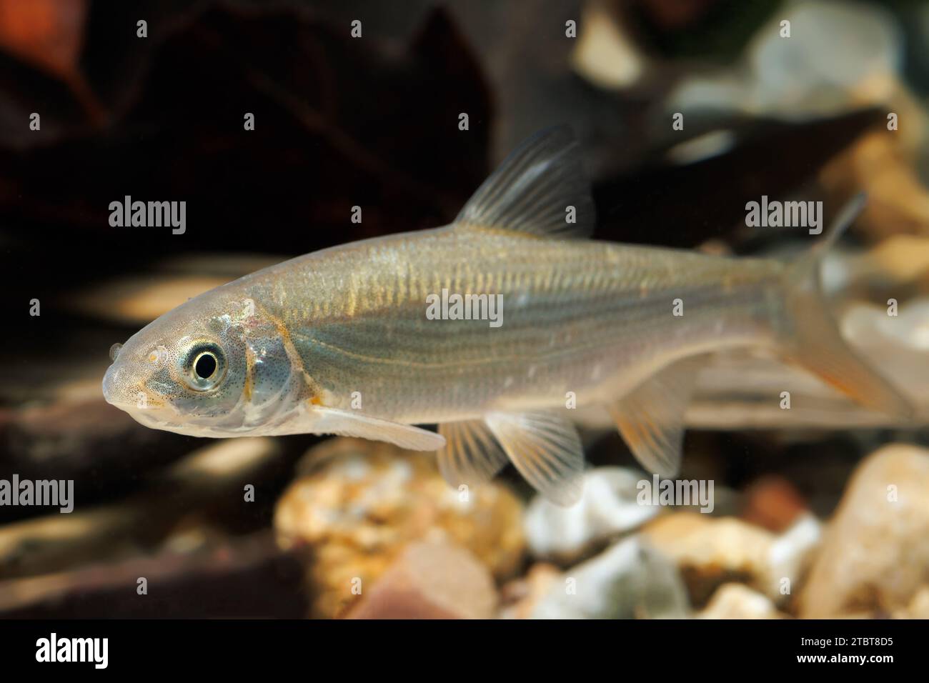 Leuciscus leuciscus Common Dace Stock Photo - Alamy