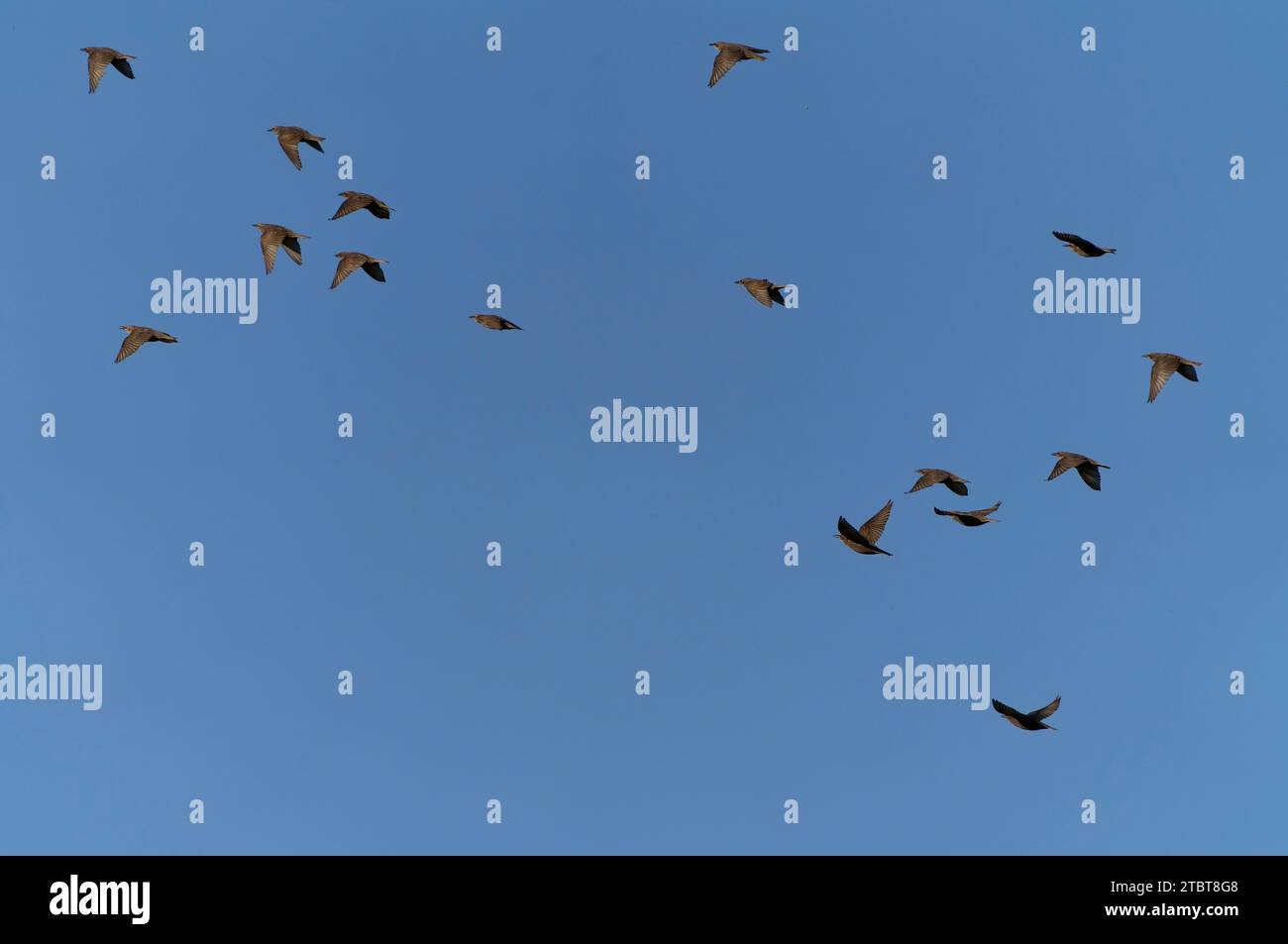Starlings in flight, Sturnus vulgaris, common starling Stock Photo - Alamy