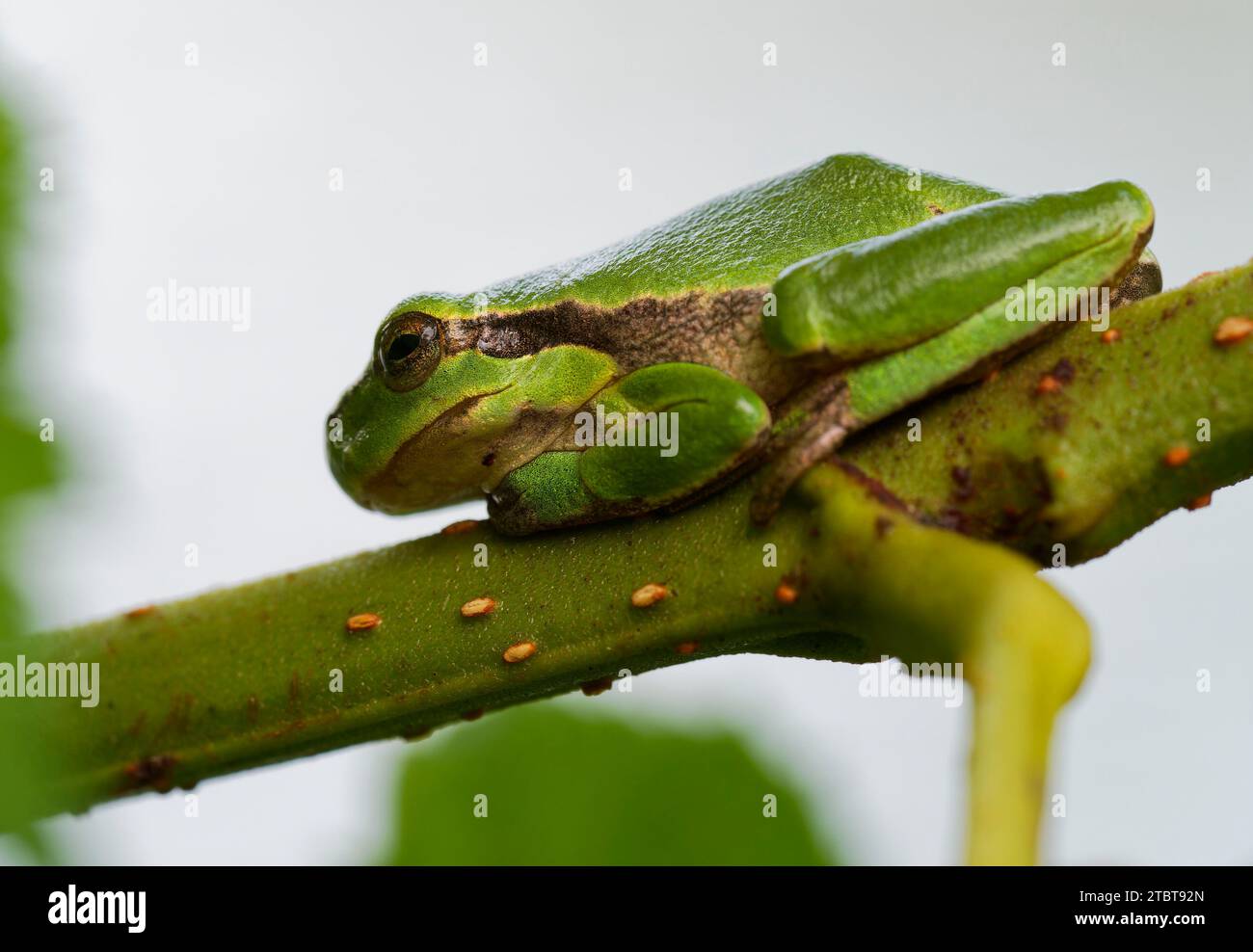 European tree frog, Hyla arborea, tree frog Stock Photo - Alamy