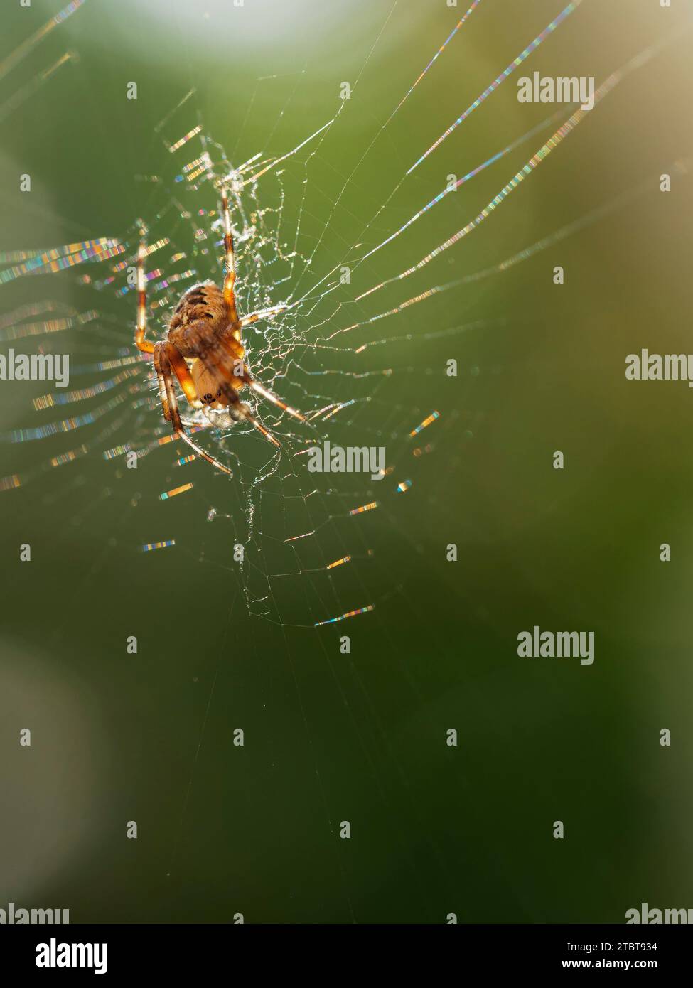 Araneus spiderlings hi-res stock photography and images - Alamy