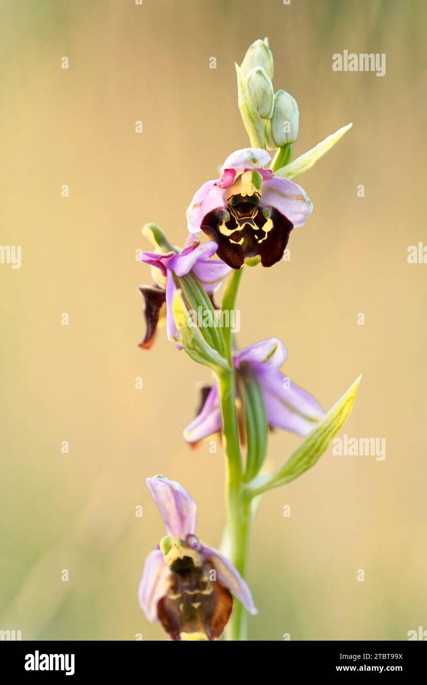 late spider-orchid, Ophrys holoserica, Ophrys, fuciflora Stock Photo ...