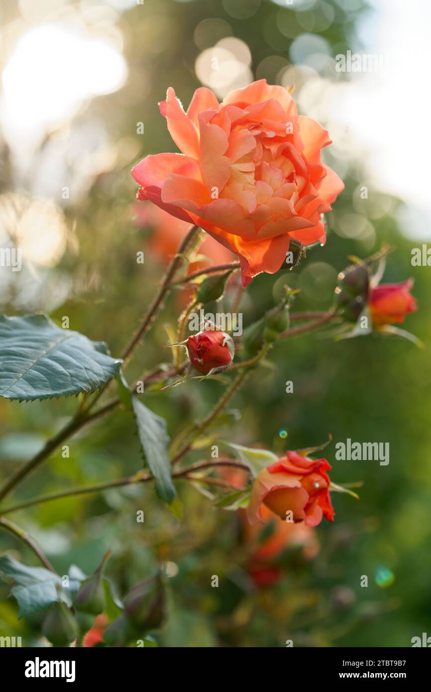 Light colored blooms hi-res stock photography and images - Alamy