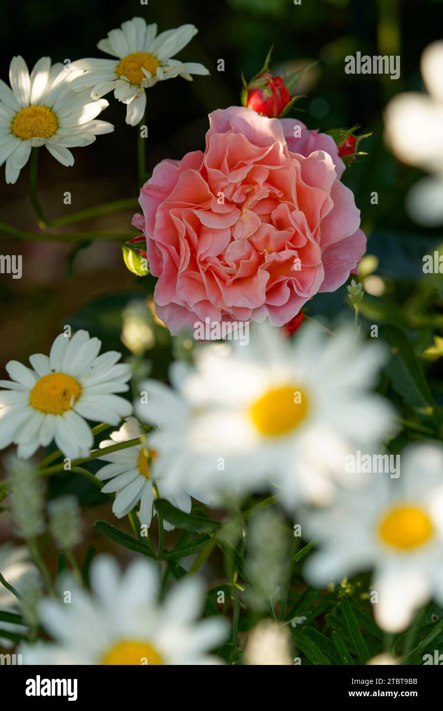 Daisies and rose petals in the morning light Stock Photo - Alamy