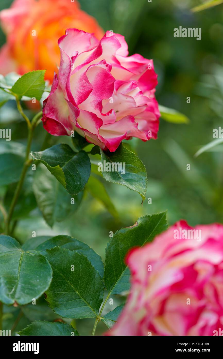 Light colored petals hi-res stock photography and images - Alamy