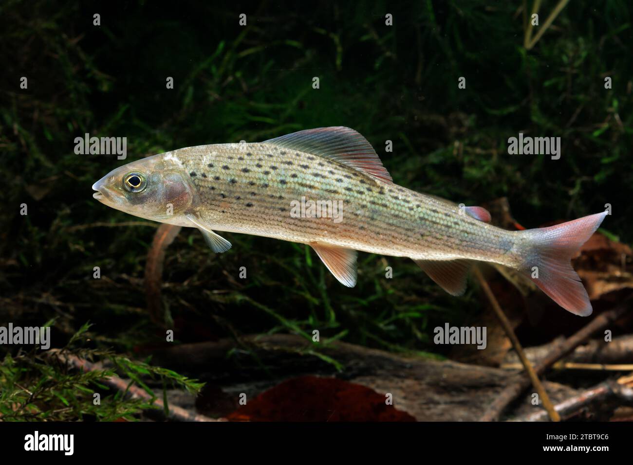 Peixe sombra hi-res stock photography and images - Alamy