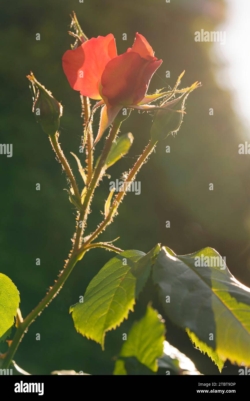 Light and petals hi-res stock photography and images - Alamy