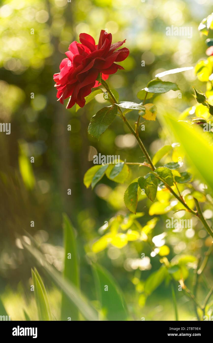 Light petals hi-res stock photography and images - Alamy