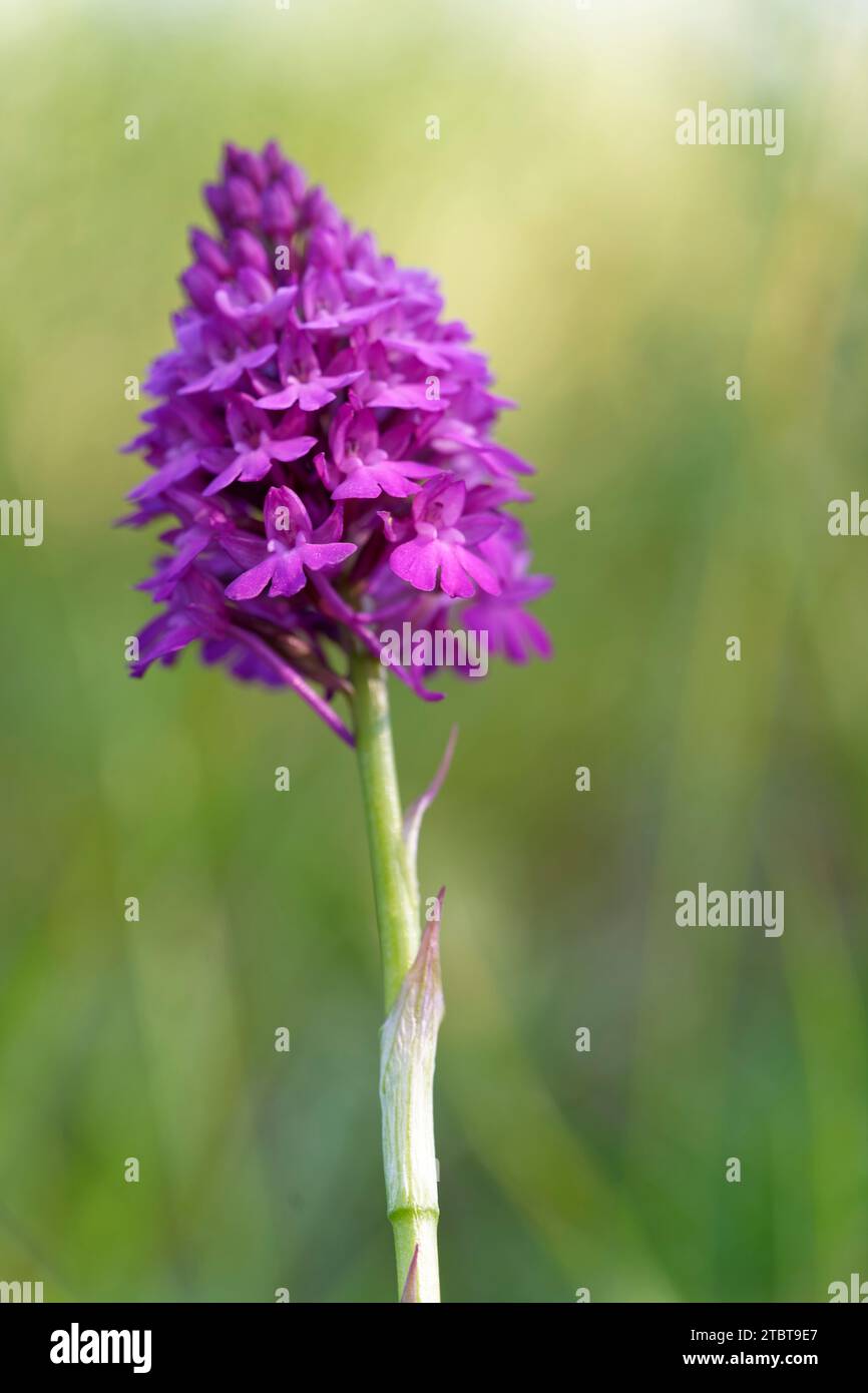 pyramid orchid, Anacamptis pyramidalis, also known as pyramidal orchis ...