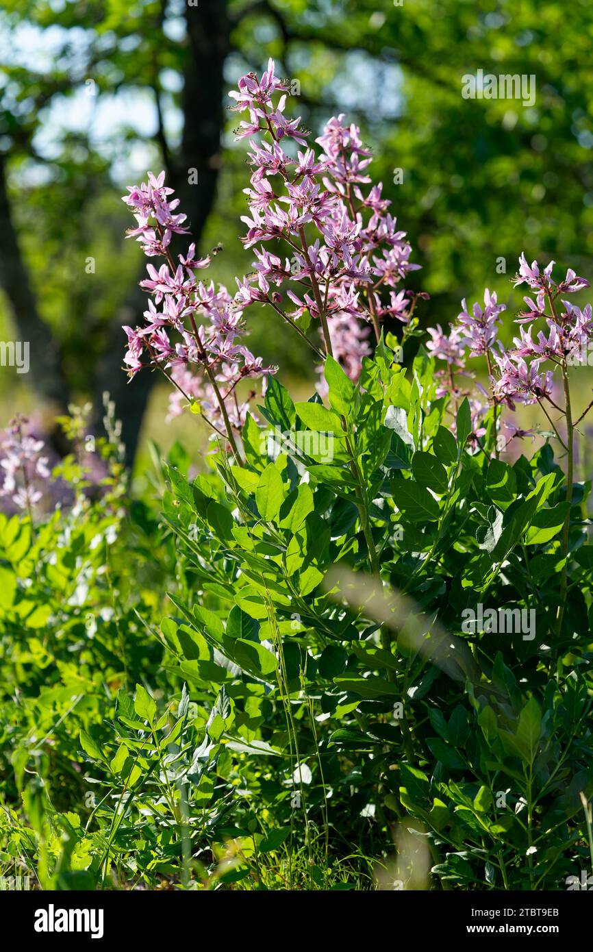 Dittany hi-res stock photography and images - Alamy