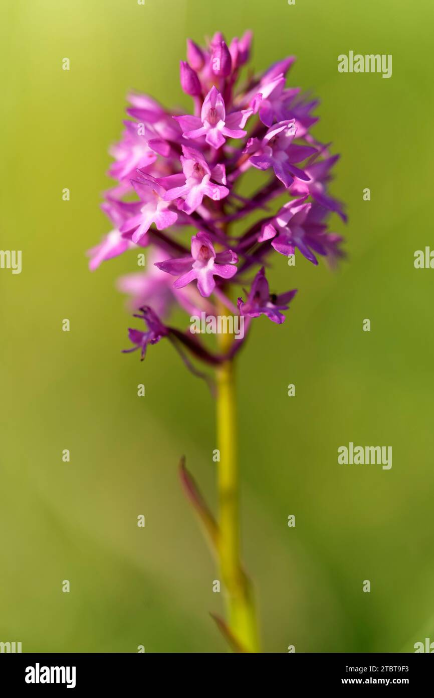 pyramid orchid, Anacamptis pyramidalis, also known as pyramidal orchis ...