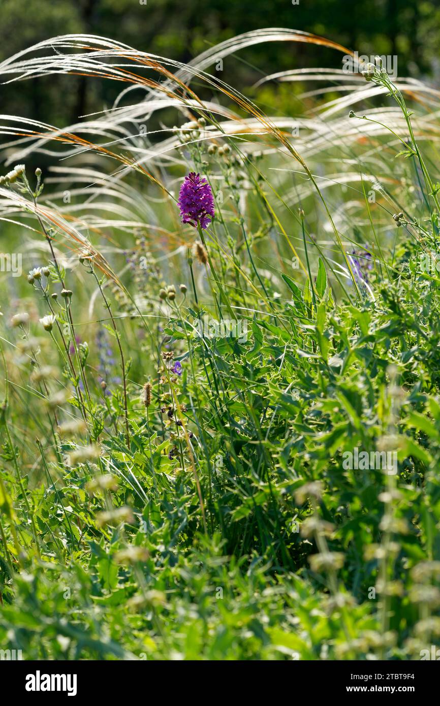 feather grass, Stipa pennata Stock Photo - Alamy