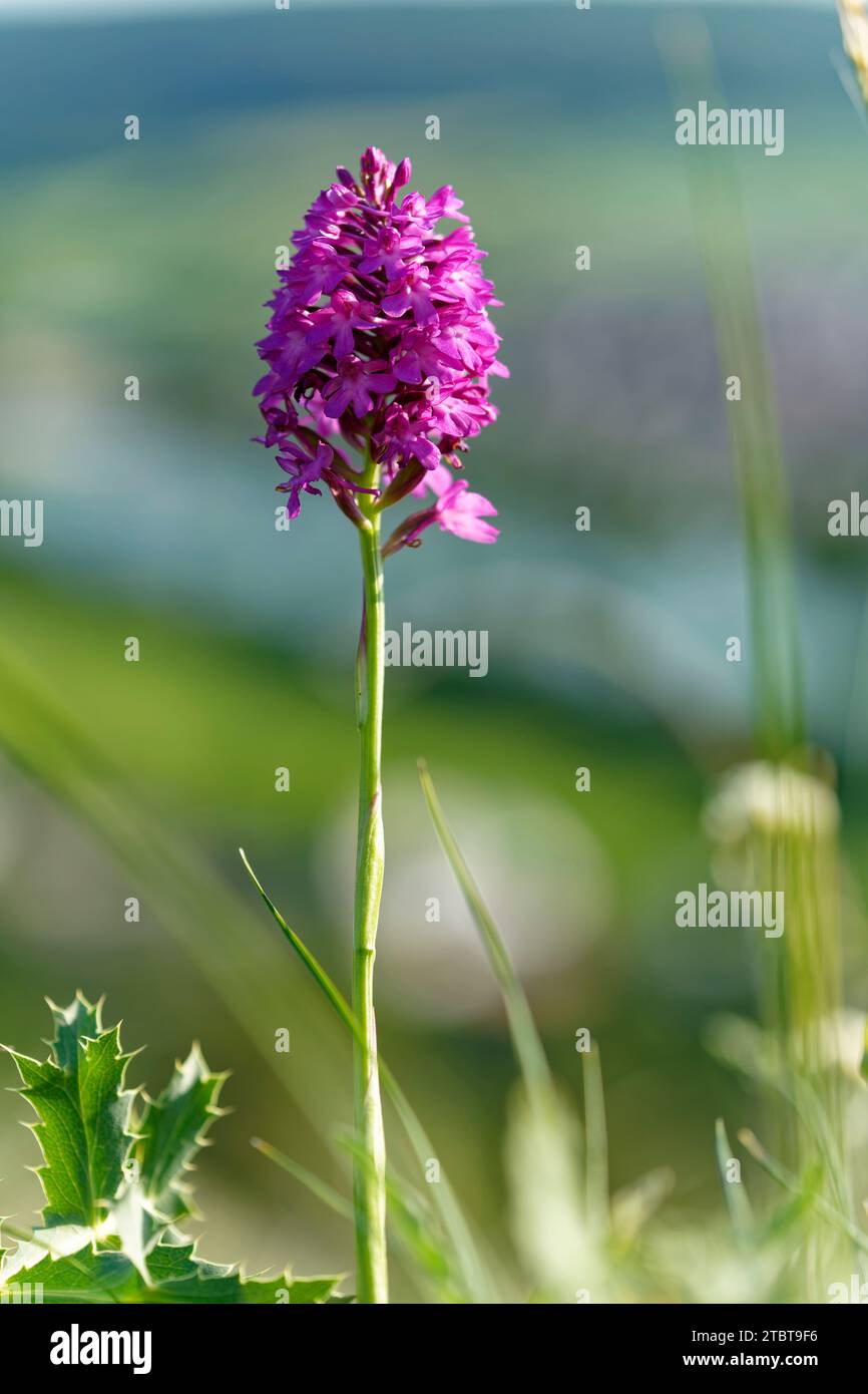 pyramid orchid, Anacamptis pyramidalis, also known as pyramidal orchis ...