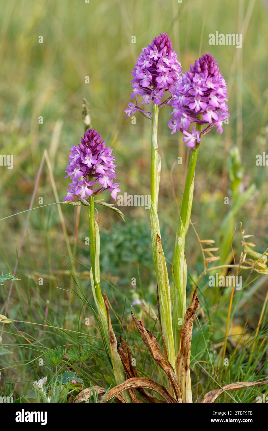 pyramid orchid, Anacamptis pyramidalis, also known as pyramidal orchis ...
