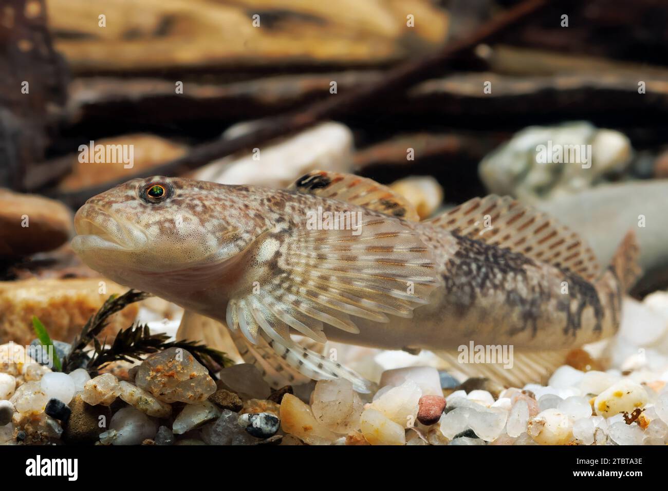 Poecilopus hi-res stock photography and images - Alamy