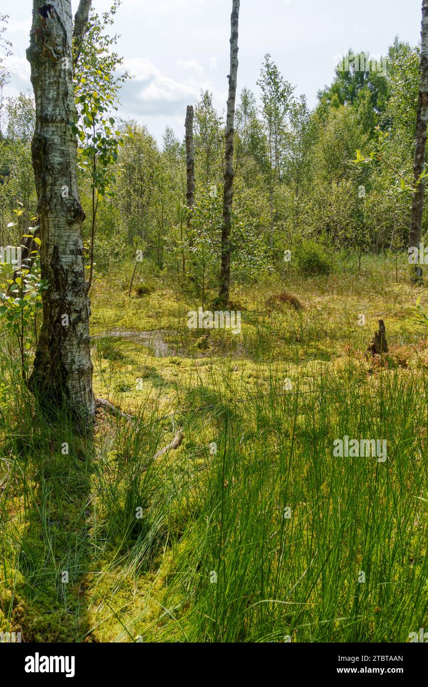 Wiesbüttmoor nature reserve between the villages of Wiesen and ...