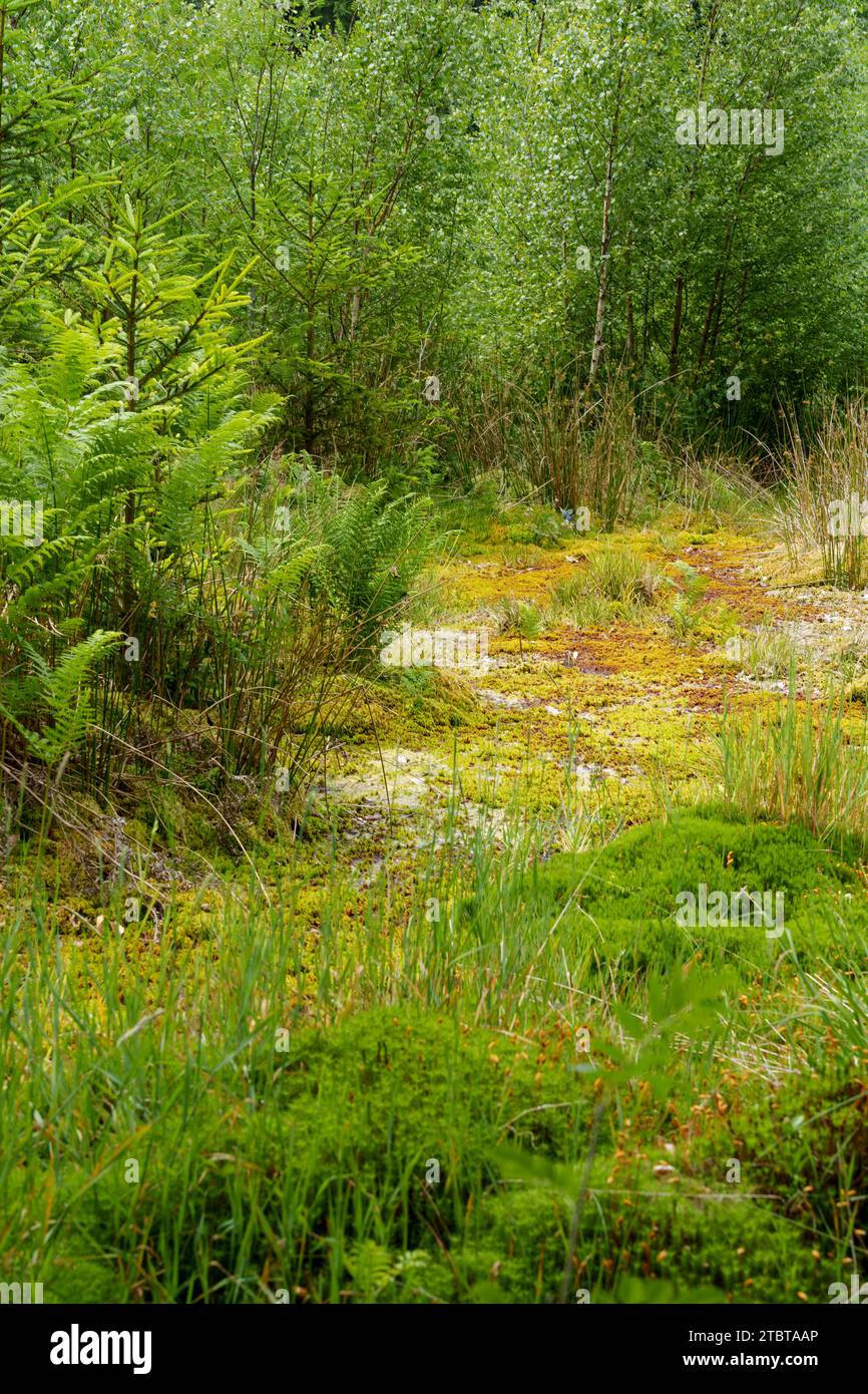 Wiesbüttmoor nature reserve between the villages of Wiesen and ...
