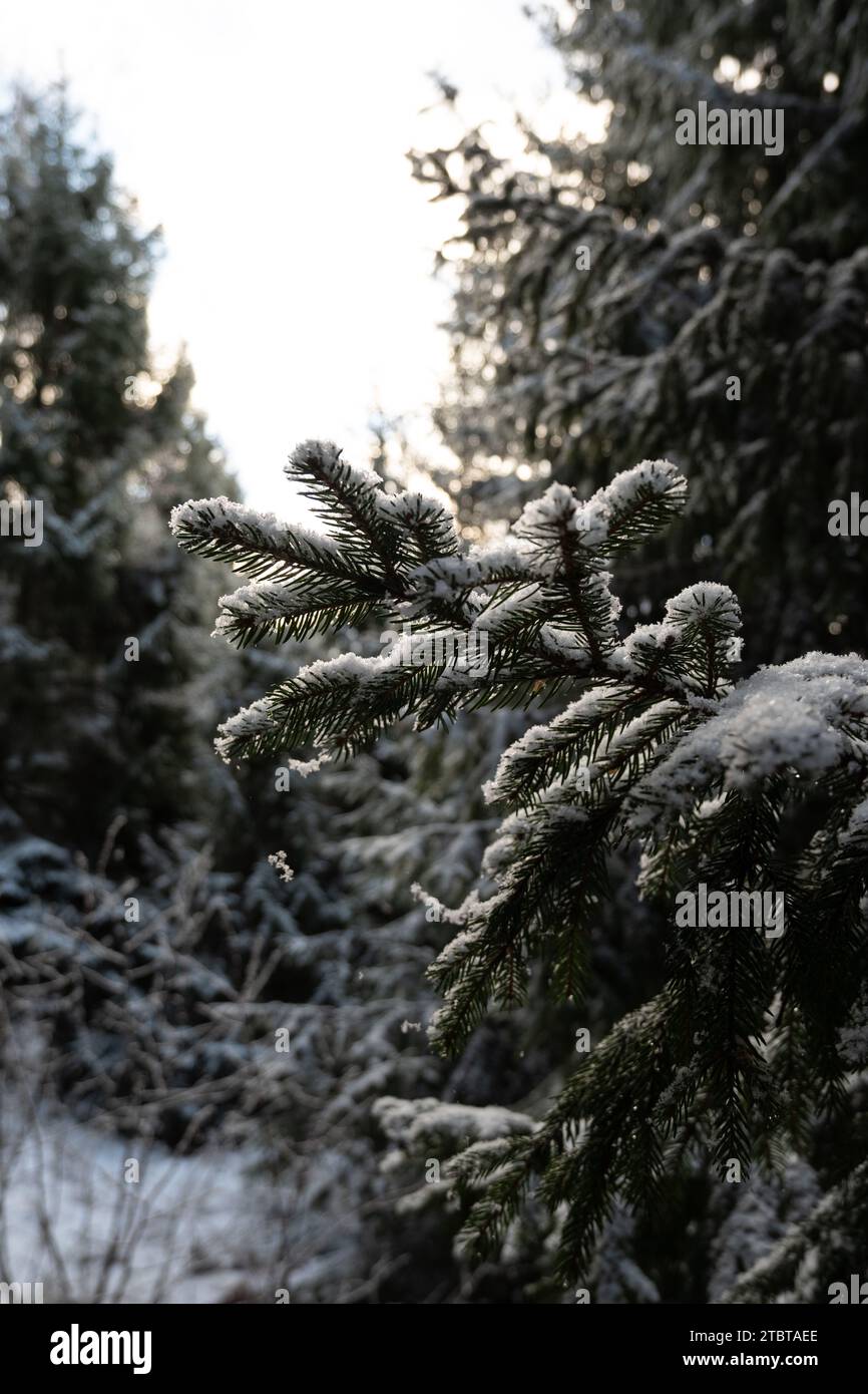 Pokainu mezs hi-res stock photography and images - Alamy