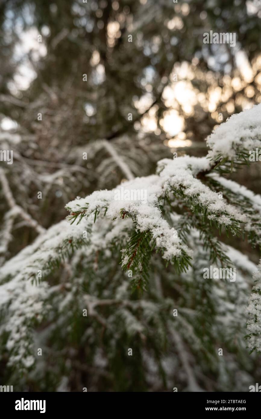 Snow-cloaked fir tree needles embrace the wintry silence, creating a ...