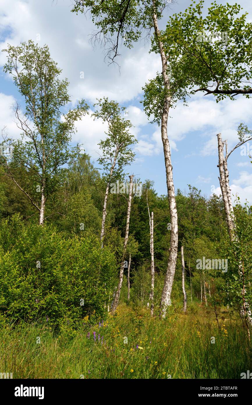 Wiesbüttmoor nature reserve between the villages of Wiesen and ...