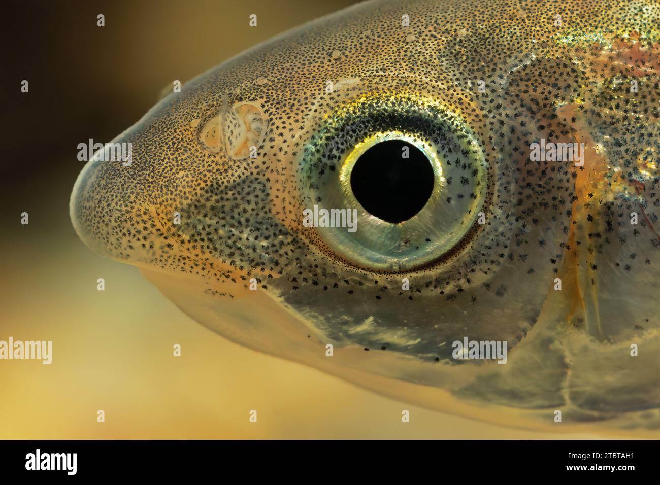 Common dace hi-res stock photography and images - Alamy