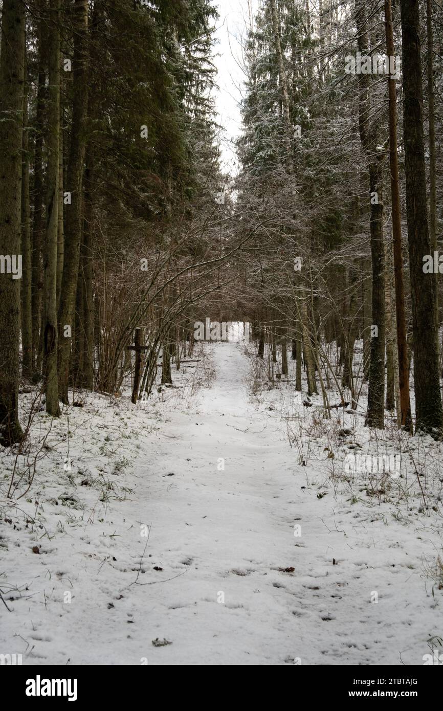 Amidst snow-kissed pines and frosty paths, discover the serene beauty of Pokainu Mezs, Dobele ...