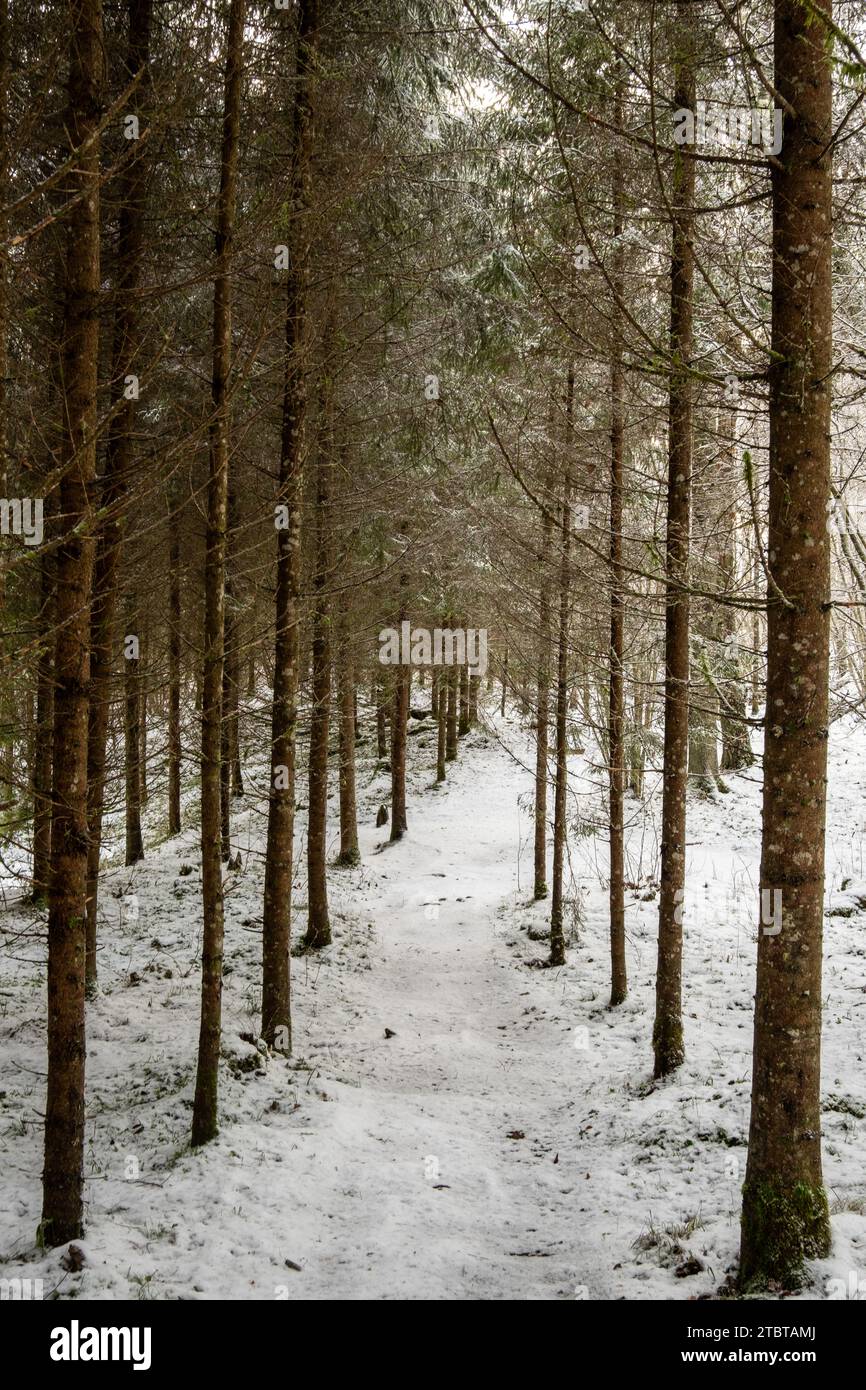 In the heart of a Latvian winter, wander through snow-covered trails of ...