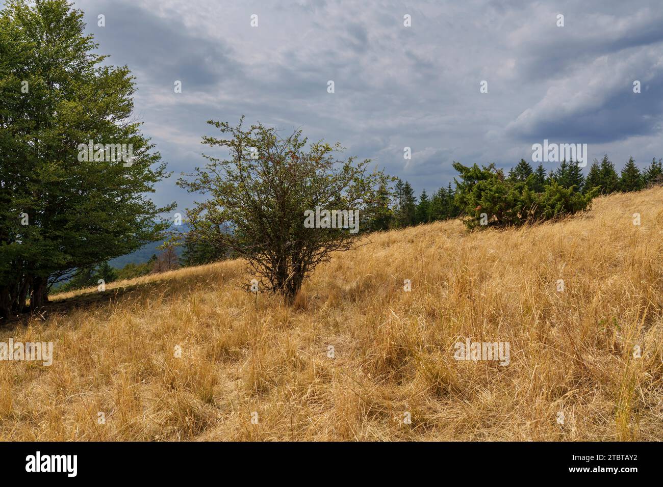The platzer kuppe in the schwarze berge nature reserve hi-res stock ...