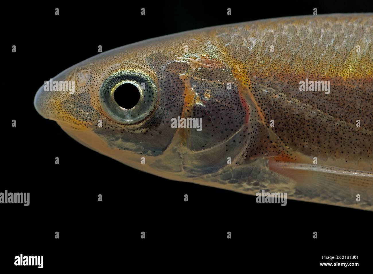 Common dace hi-res stock photography and images - Alamy